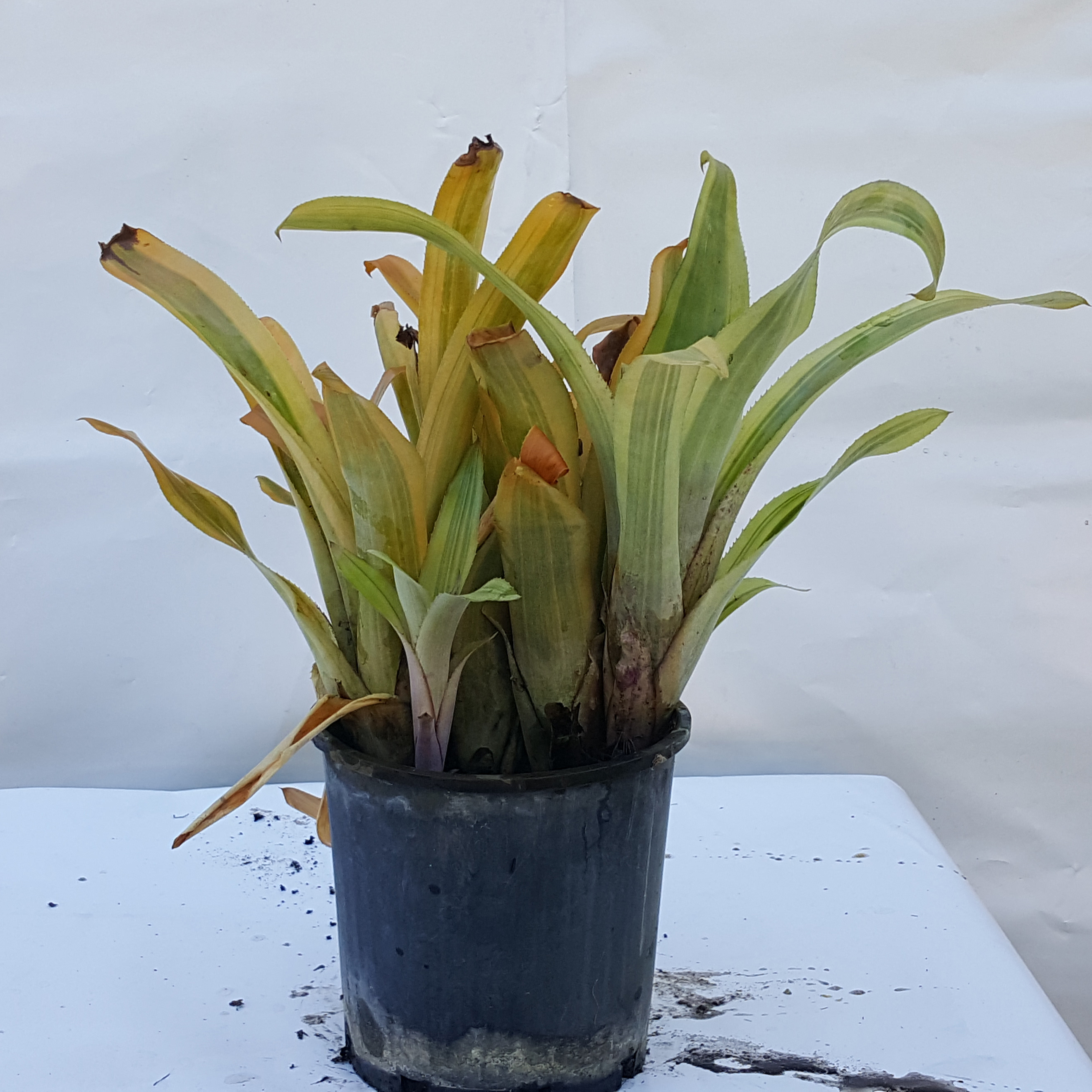 Bromeliad Aechmea Mexicana Albo - Isabella's Hydroponic Nursery ...