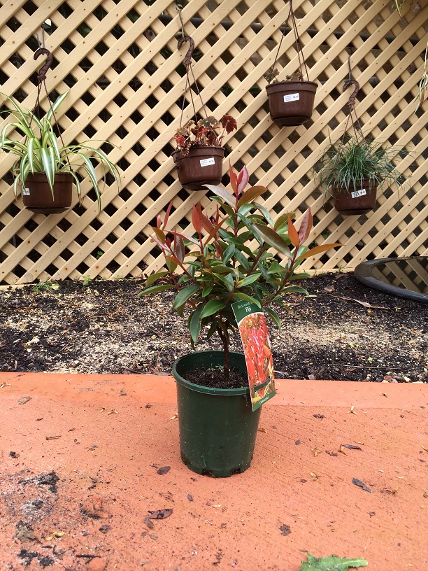 Metrosideros "Fiji fire - Isabella's Hydroponic Nursery & Garden ...
