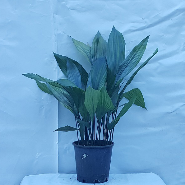 Aspidistra elatior 'cast-iron-plant' - Isabella's Hydroponic Nursery ...