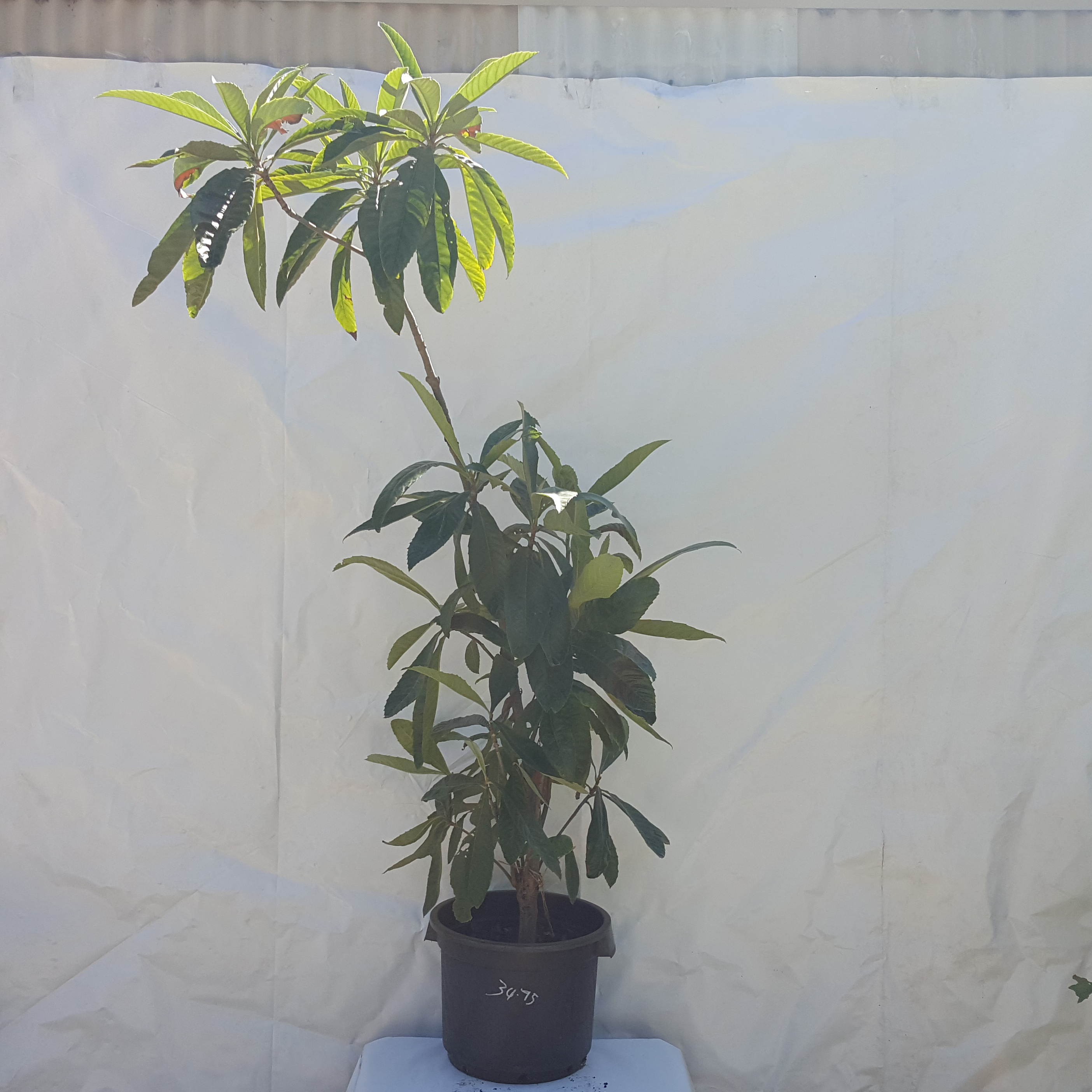 Loquat Tree - Isabella's Hydroponic Nursery & Garden CentreOakabella ...